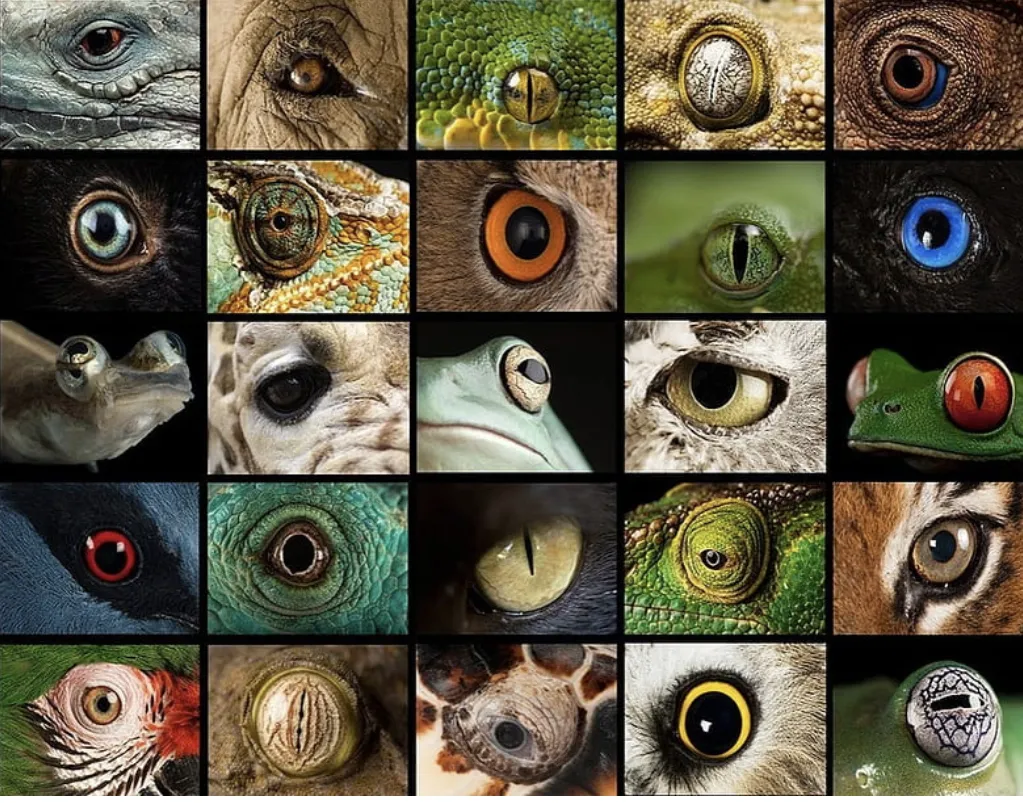 Animal trivia (eyes) - Custom Trivia Quiz Maker