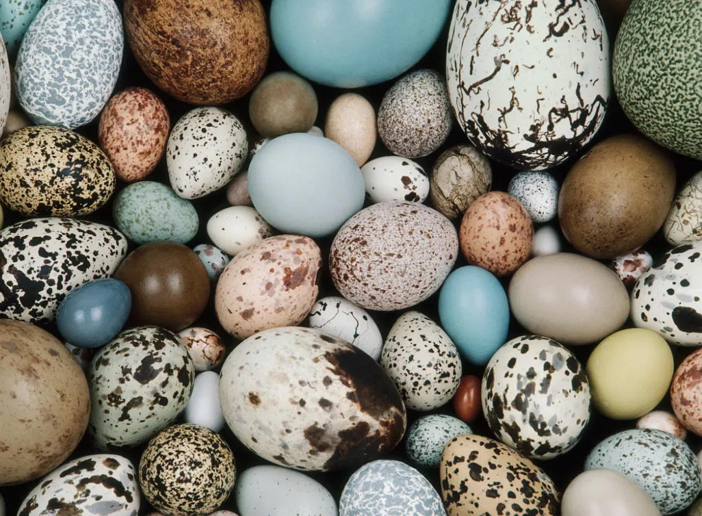 Whose eggs are these (pictures) - Custom Trivia Quiz Maker