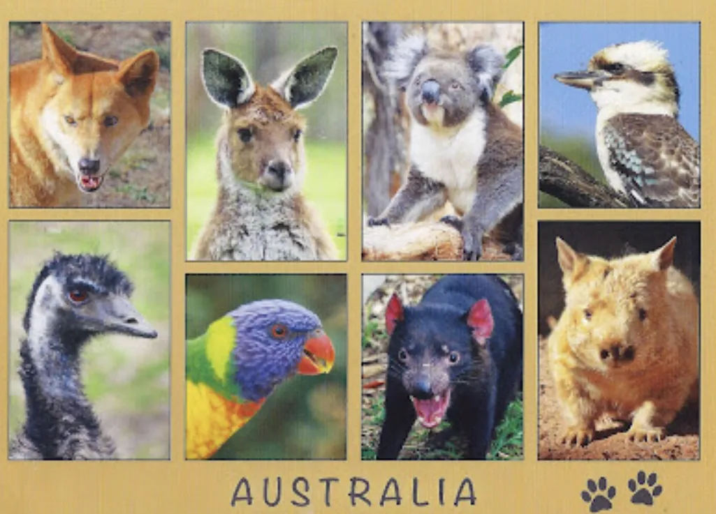 Animals- Australian ( with pictures) - Custom Trivia Quiz Maker